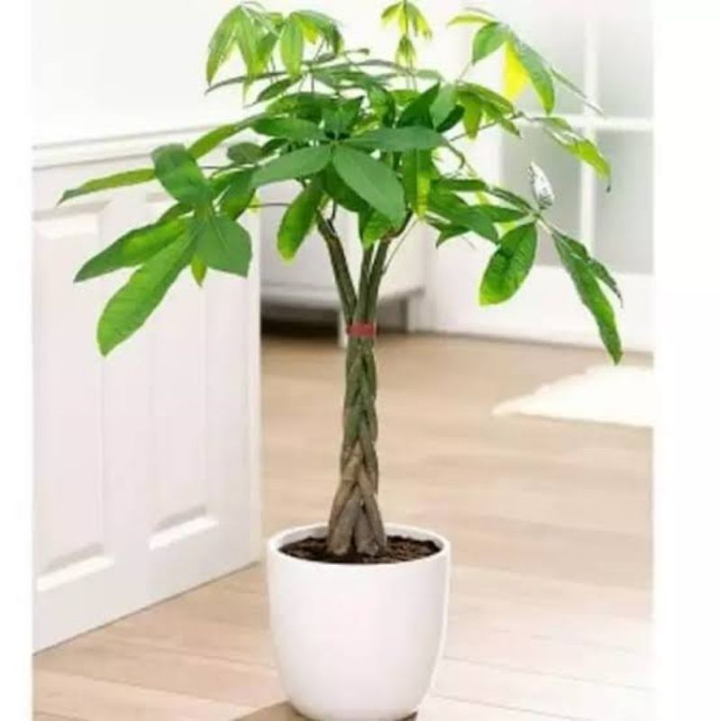 Jual Tanaman Bunga Pachira Aquatica | Shopee Indonesia