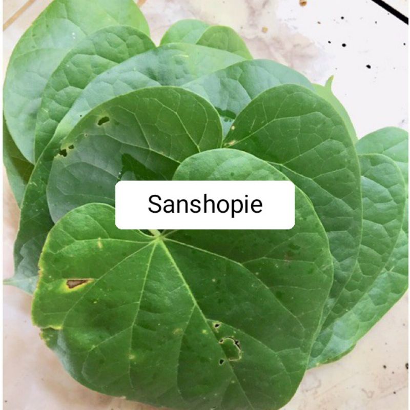 Jual Daun batrawali patrawali tau brotowali segar per 30 Lembar ...