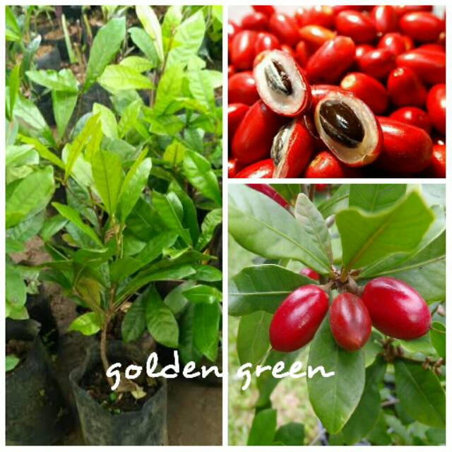 Jual Bibit Buah Ajaib Miracle Fruit Dapat Merubah Rasa | Shopee Indonesia