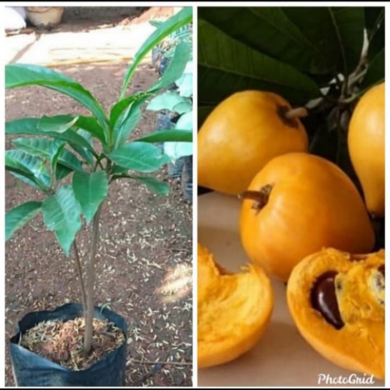 Jual Bibit Tanaman Buah Alkesah Mentega Pohon Sawo Alkesah | Shopee ...