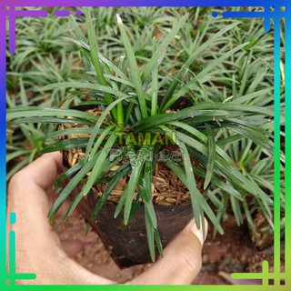 Jual Tanaman Kucai Mini/ Rumput Kucai Mini/ Pohon Kucay Indonesia ...
