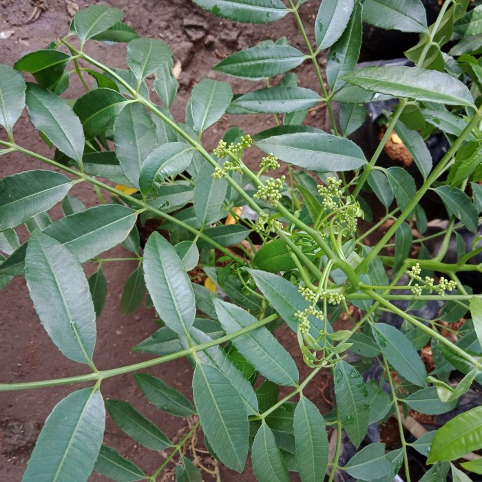 Jual Tanaman Buah Kedondong/Siap Berbuah/Berbunga/Murah | Shopee Indonesia Jual Tanaman Buah Kedondong/Siap Berbuah/Berbunga/Murah | Shopee Indonesia