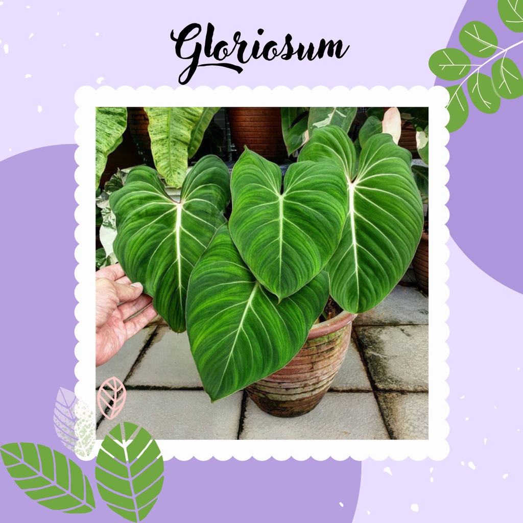 Jual Tanaman Hias Philo Philodendron Gloriosum Bunga Hias Koleksi ...