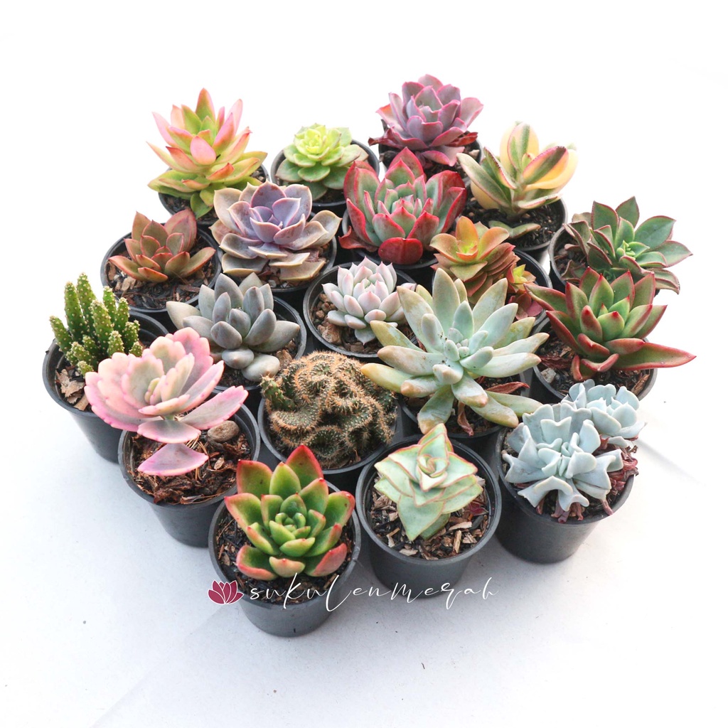 Harga pohon kaktus Terbaru Apr 2025 | BigGo Indonesia