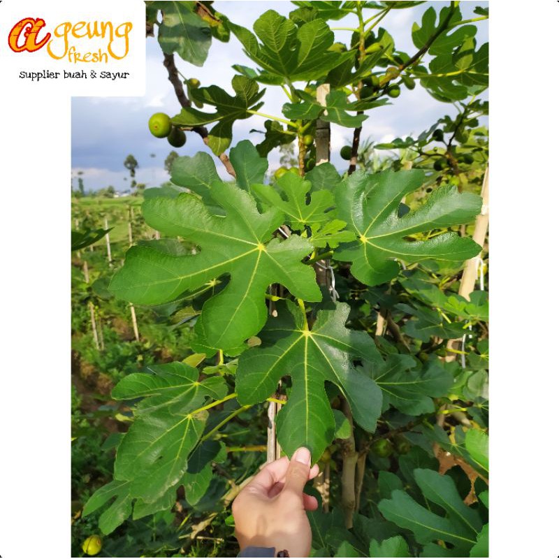 Jual jual daun tin fresh tua 250gr | Shopee Indonesia