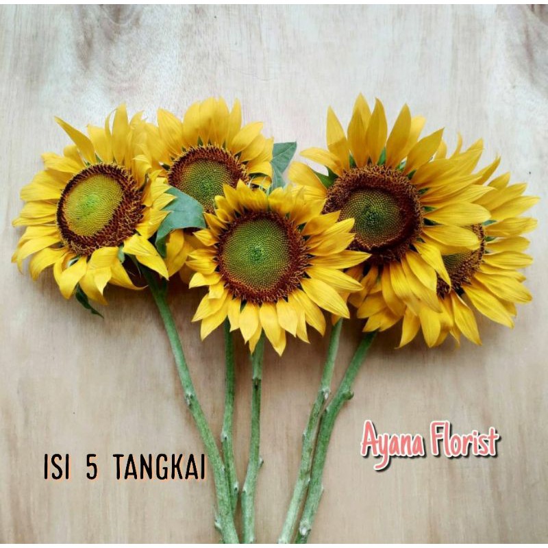 Jual Bunga Matahari / Sunflower Asli Fresh Segar Cocok untuk Hiasa ...