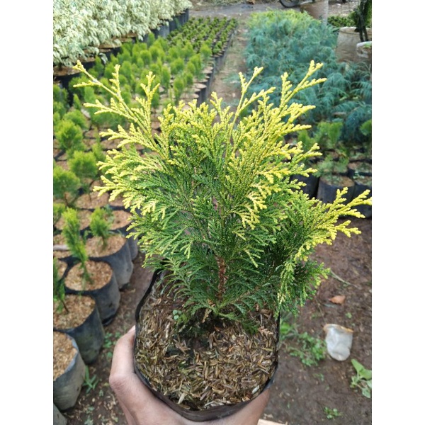 Jual tanaman Cemara inoki kuning | Shopee Indonesia