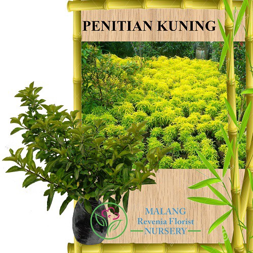 Jual Tanaman Penitian Kuning | Shopee Indonesia