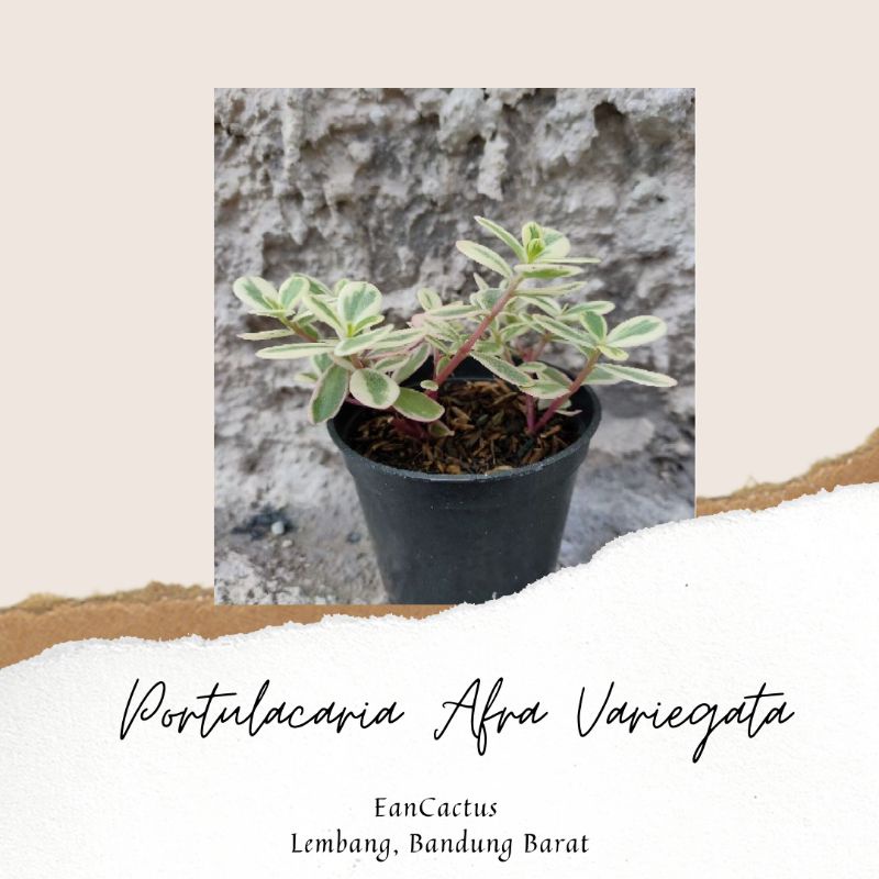 Jual Sekulen murah| Succulent Portulacaria Afra Variegata | Rainbow ...