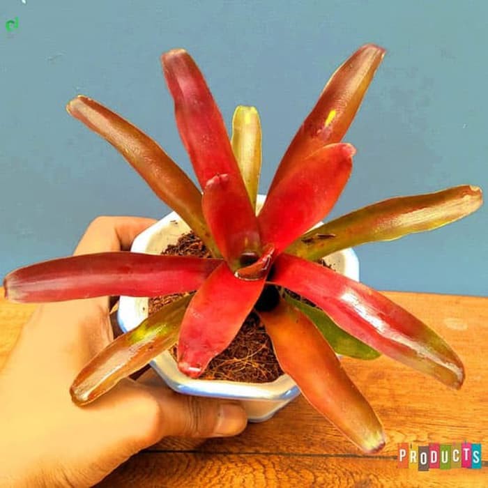 Jual Tanaman hias Bromelia merah mini/neoregelia fireball | Shopee ...