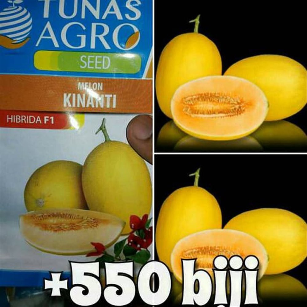 Jual Benih Resmi - Melon Golden Kinanti 550 biji | Shopee Indonesia