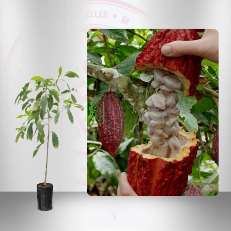 Jual Tanaman Buah Cokelat Kakao Cocoa 1 Meter | Shopee Indonesia
