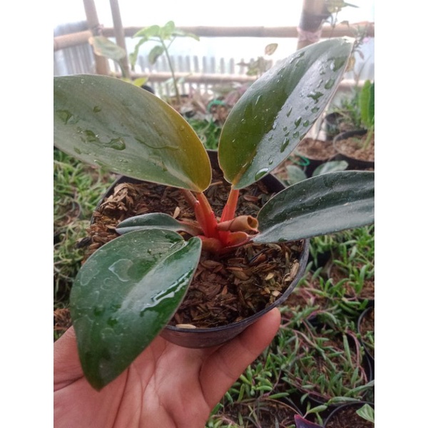 Jual Tanaman hias philo congo rojo | Shopee Indonesia