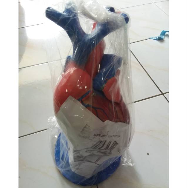Jual Alat Peraga Pendidikan / Alat Peraga Sekolah Model Jantung ... Jual Alat Peraga Pendidikan / Alat Peraga Sekolah Model Jantung ...