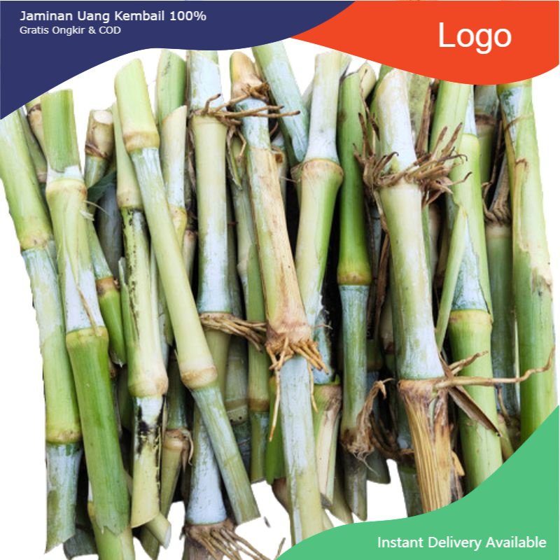 Jual Promo Bibit rumput pakchong / pakcong | Shopee Indonesia