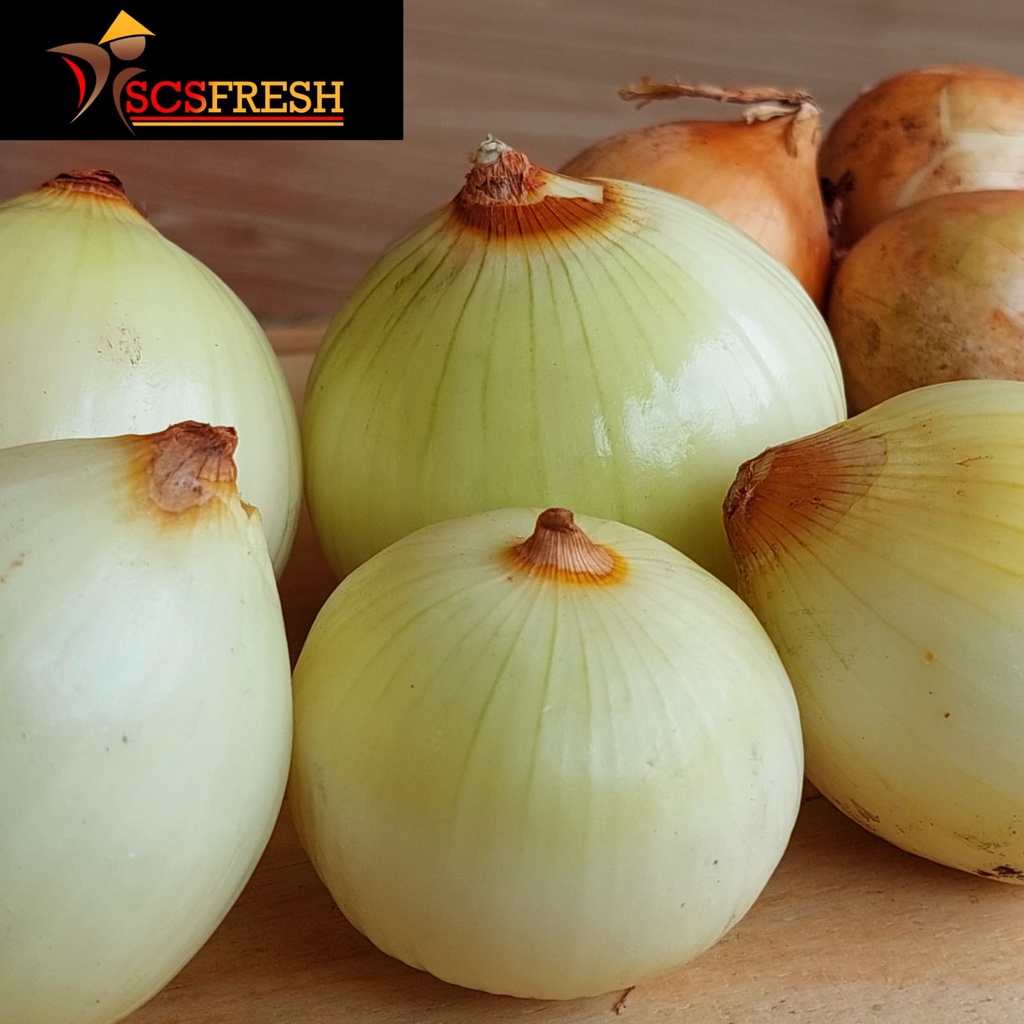 Jual Bawang Bombay Protolan / Kupas Kulit Super Ukuran Besar/Kecil ...