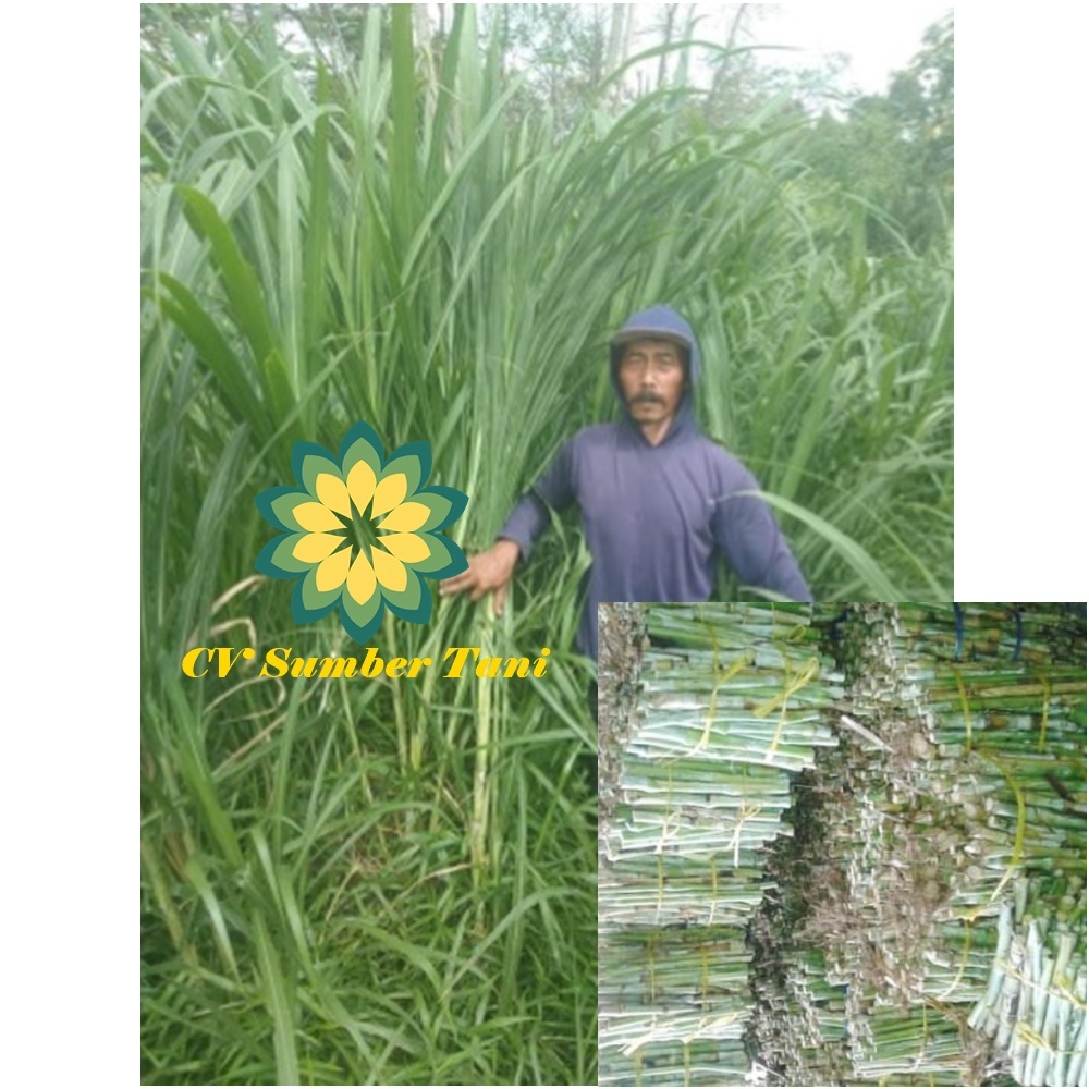 Jual Bibit Kolonjono Rumput Raja King Grass Perkilo Tumbuhan | Shopee ...