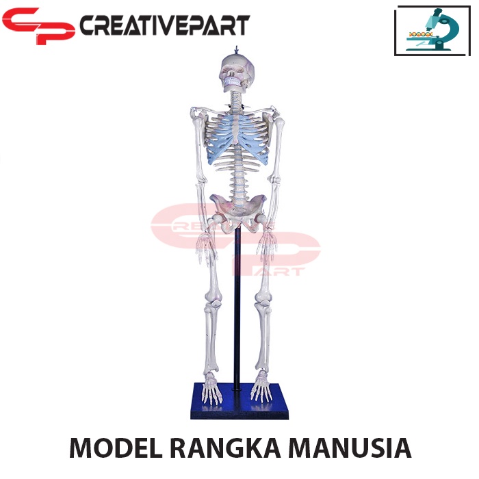 Jual Model Rangka Manusia / Kerangka Manusia / Alat Peraga Pendidikan ...