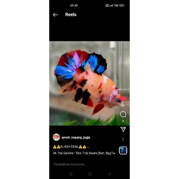 Jual Nemo multi | Shopee Indonesia