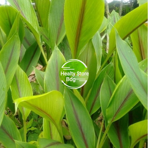 Jual Daun kunyit Putih Daun temulawak segar fresh 500 gram | Shopee ...