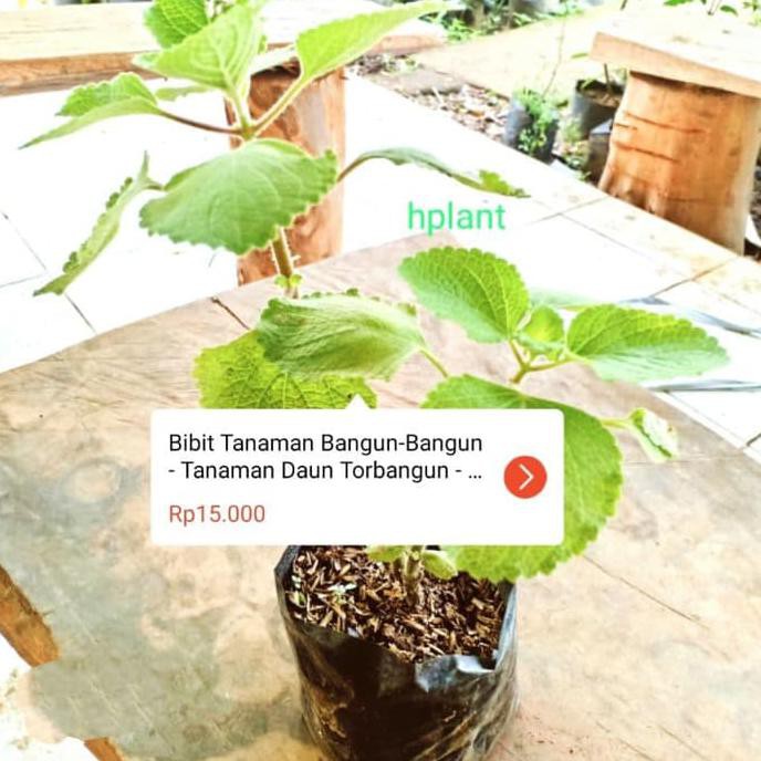 Jual Trend Bibit Tanaman Bangun-Bangun - Tanaman Daun Torbangun - Obat ...