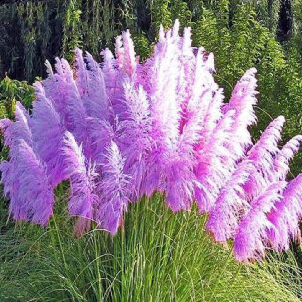 Jual Bibit Benih Biji Bunga Pampas Grass Ungu - Rumput Unik Warna Ungu ...