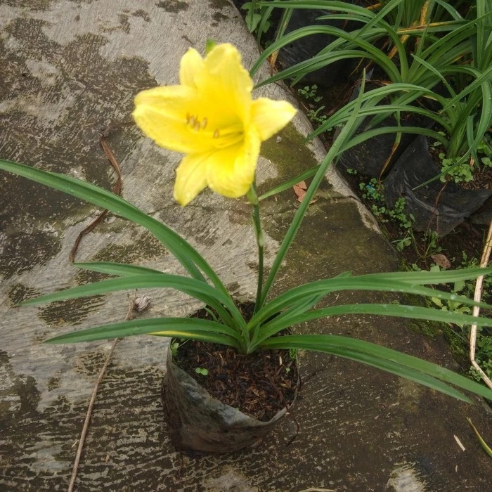 Jual bunga lily kuning tanaman lili yelow Lilium regale | Shopee Indonesia
