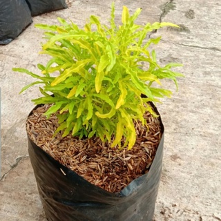 Jual Tanaman Hias Kalilipa Kuning Cerah/Pohon Brokoli Golden Bagus ...