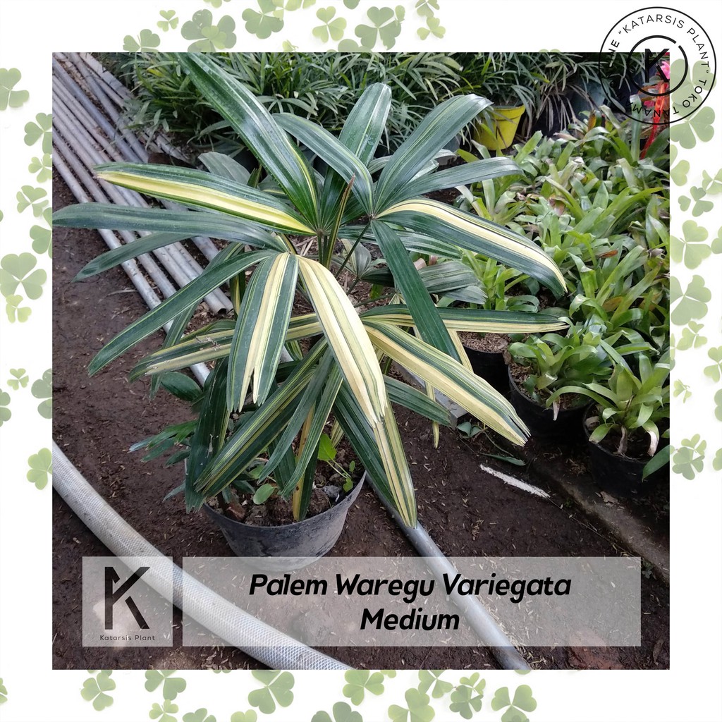 Jual Katarsis Plant | Tanaman Hias Palem Waregu Variegata Medium Cocok Untuk Indoor | Shopee ...