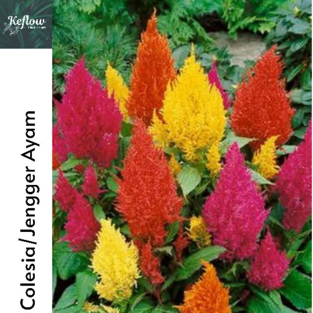 25+ Gambar Tanaman Hias Jengger Ayam yang Lagi Ngetrend - Informasi ...