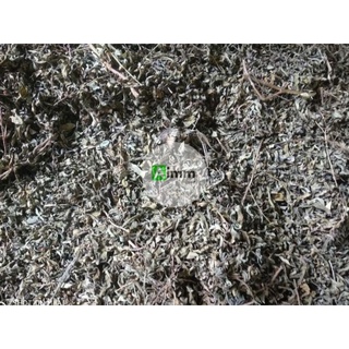 Jual DAUN MENIRAN KERING - SIMPLISIA DAUN MENIRAN - 1 KG | Shopee Indonesia