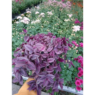 Jual Tanaman Legistrum Kuning Sunshine Ligustrum Beli 9 GRATIS 1 (Pusat ...