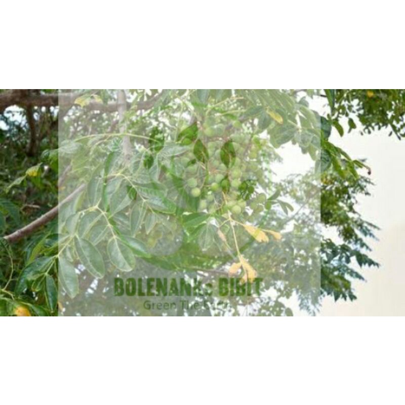 Jual Bibit Pohon Mindi (Melia Azedarach) | Shopee Indonesia