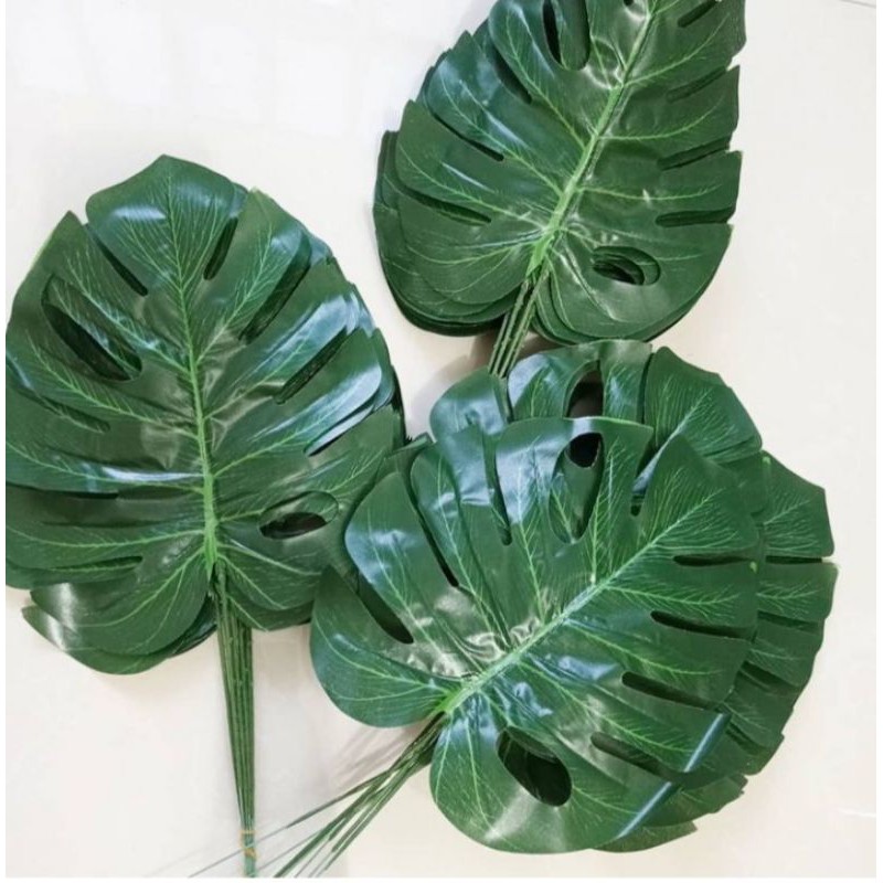 Jual daun monstera | Shopee Indonesia