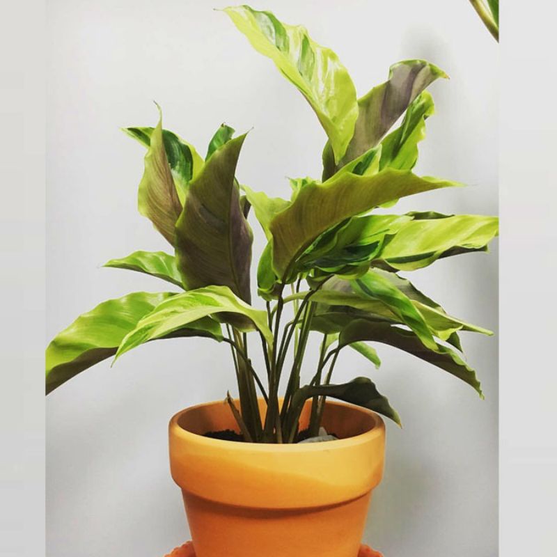 Jual Tanaman hias calathea white fusion lemon | Jenis tanaman yang bisa ...