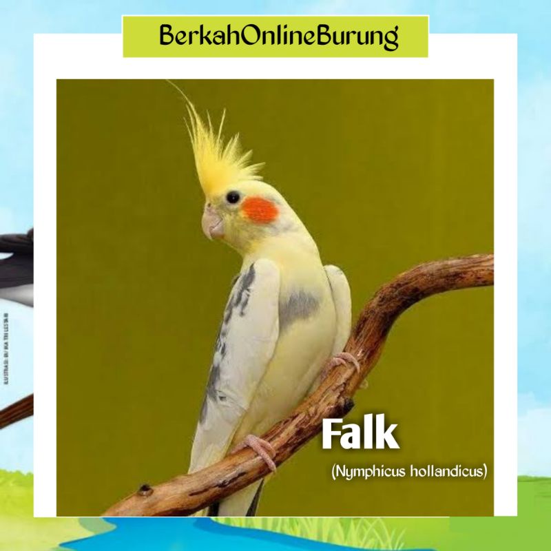 Jual Burung Falk Parkit Australia Jantan Dan Betina Murah | Shopee ...
