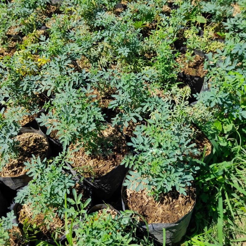 Jual (BERGARANSI) Tanaman Daun Inggu Kanya Tanaman Herbal Toga | Shopee ...