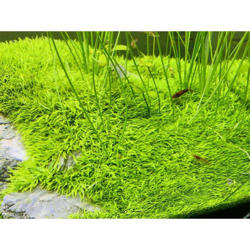 Produk aquamount | Shopee Indonesia