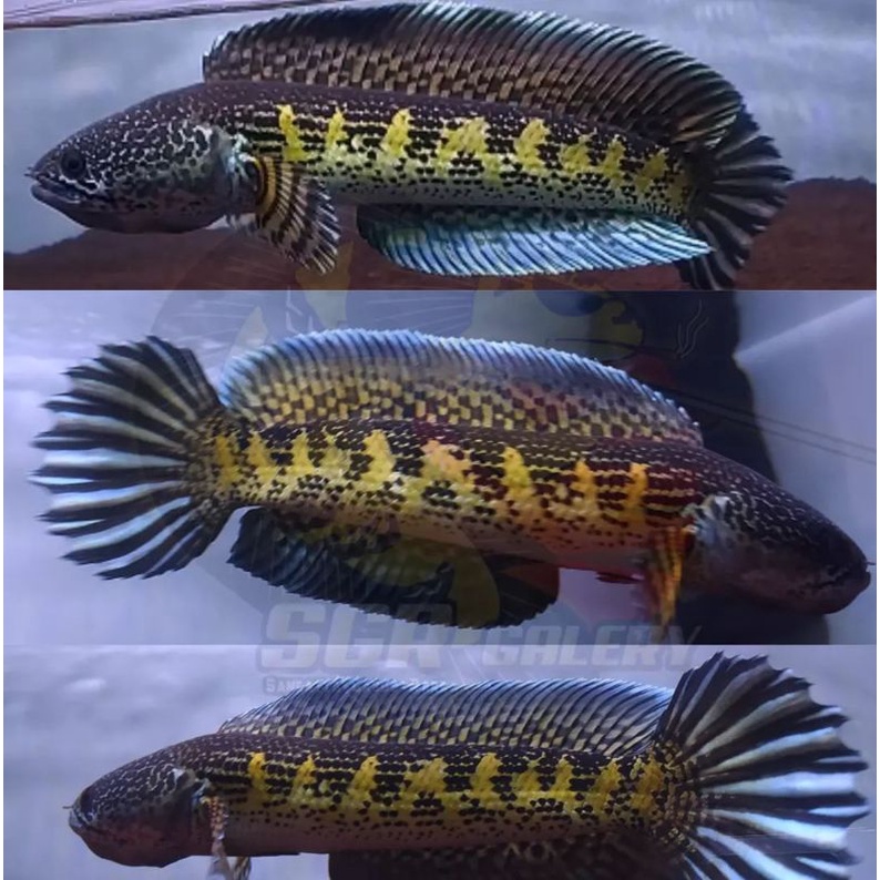 Jual ikan channa auranti maculata grade a 11-20cm | Shopee Indonesia