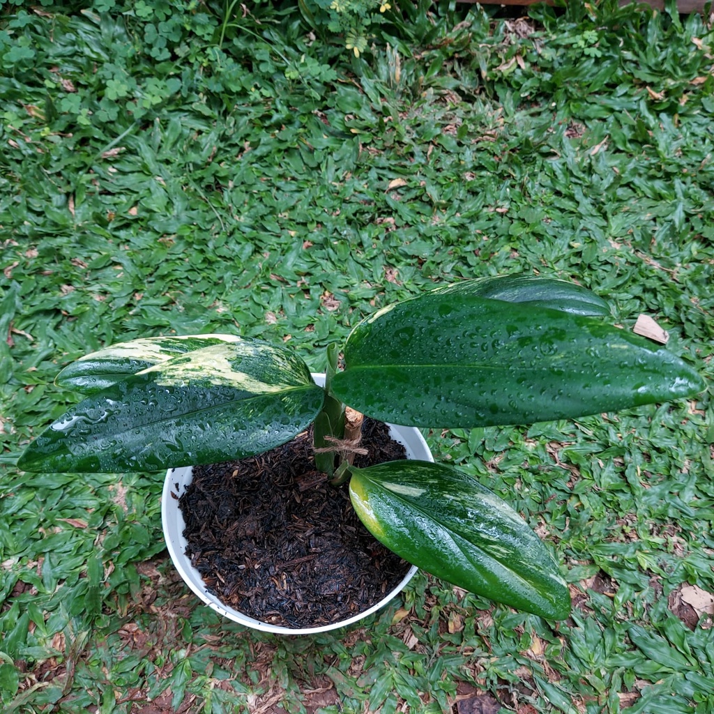 Jual Tanaman Hias Philo Standleyana Variegata Yellow TD | Shopee Indonesia