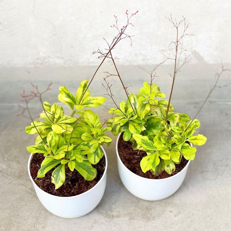 Jual Tanaman Hias Ginseng jawa Golden / jewel of opar / Talinum ...