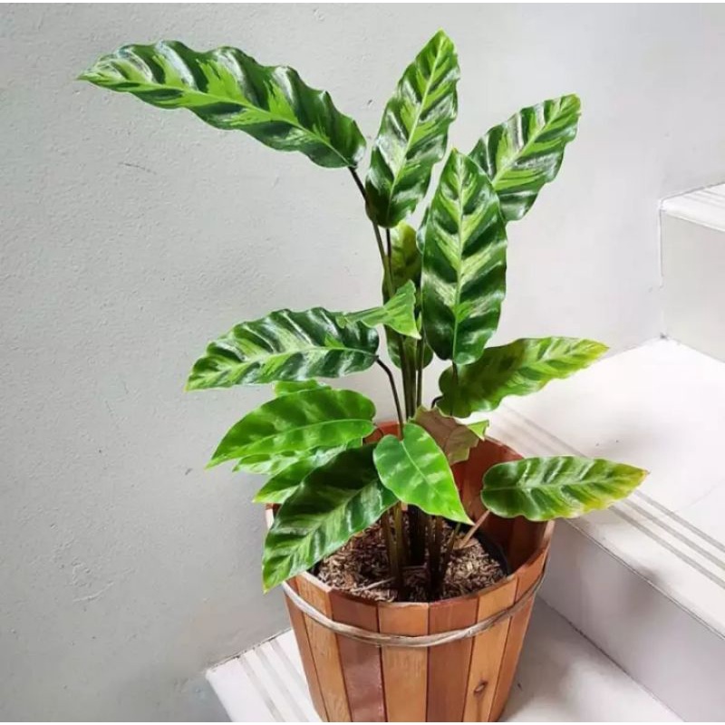 Jual tanaman calathea misto daun rimbun Indonesia|Shopee Indonesia