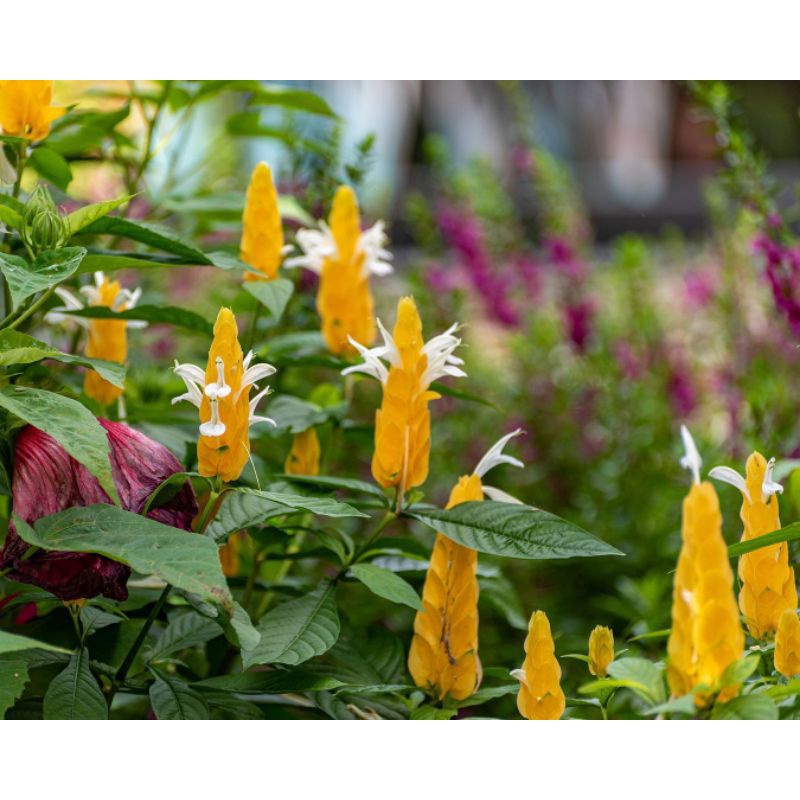 Jual Bibit bunga lilin kuning/lollipop/golden shrimp (Pachystachys ...