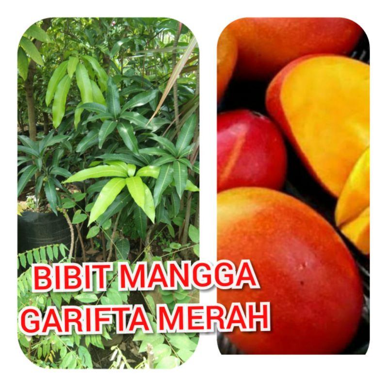 Jual BIBIT MANGGA GARIFTA MERAH Indonesia|Shopee Indonesia