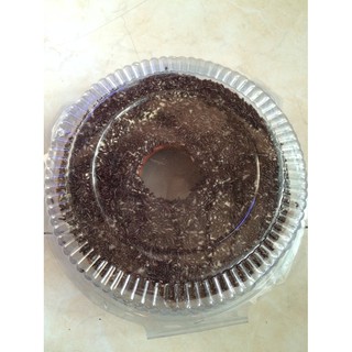 Jual Bolu Bolong ( Bolu Bulat ) | Shopee Indonesia