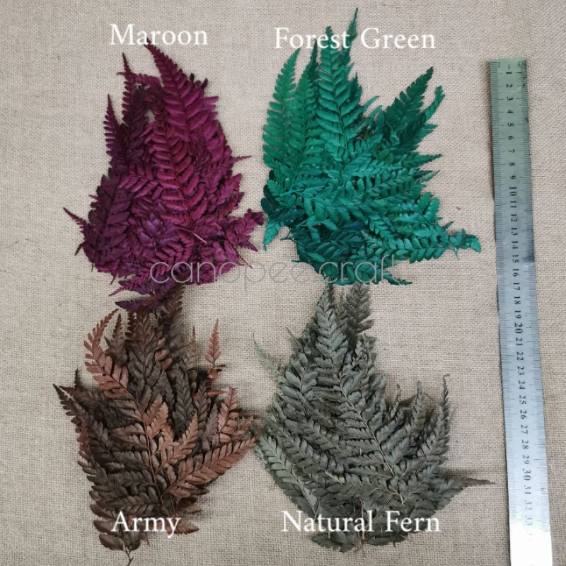 Jual 15-25 HELAI DRIED FLOWER DAUN PAKIS BUNGA KERING RUSTIC | Shopee ...