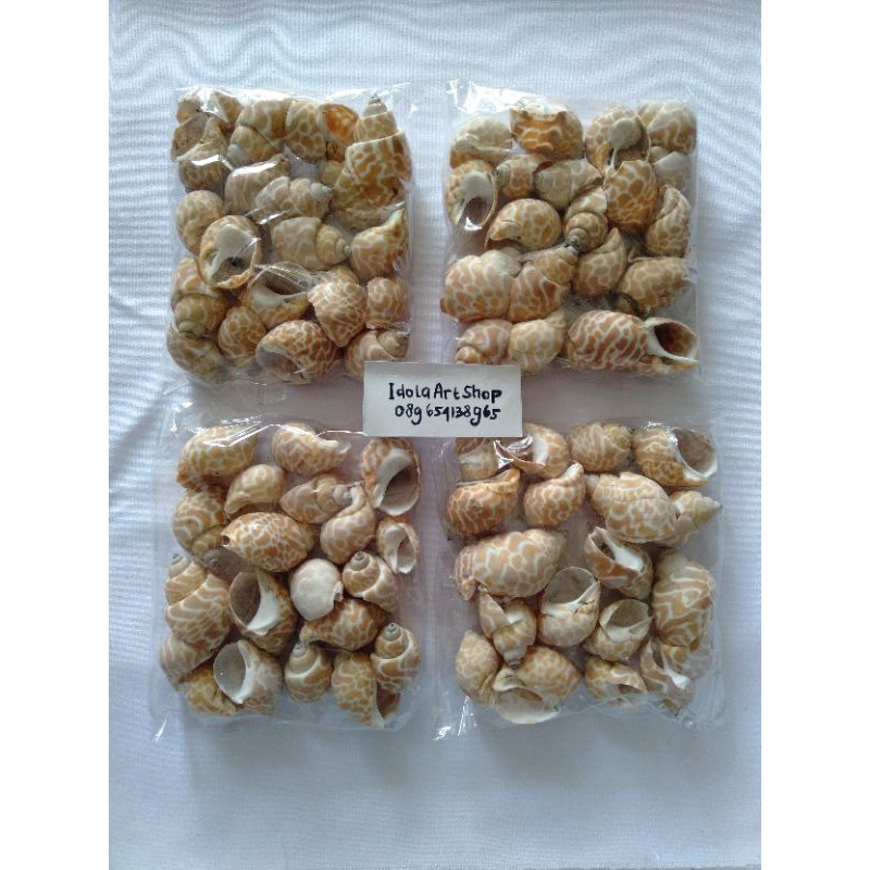 Jual CANGKANG KERANG MACAN ISI 100gr | Shopee Indonesia