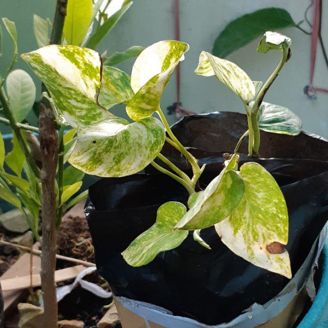 Tanaman Rambat Dolar Mini - Dollar Mini Rambat | Shopee Indonesia