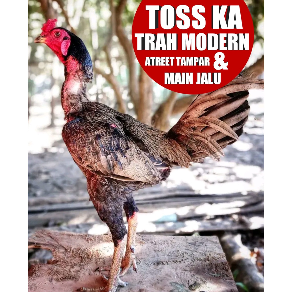 Jual ayam pama ninja super iq mangon asli birma bulbi telur fertil siap ...