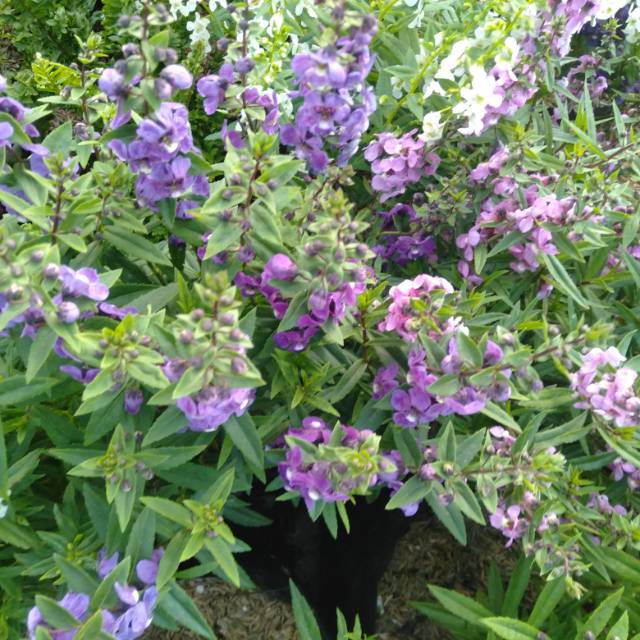 Jual Bunga Lavender Ungu~Lavendel~Lavandula minimal order 4 pohon ...